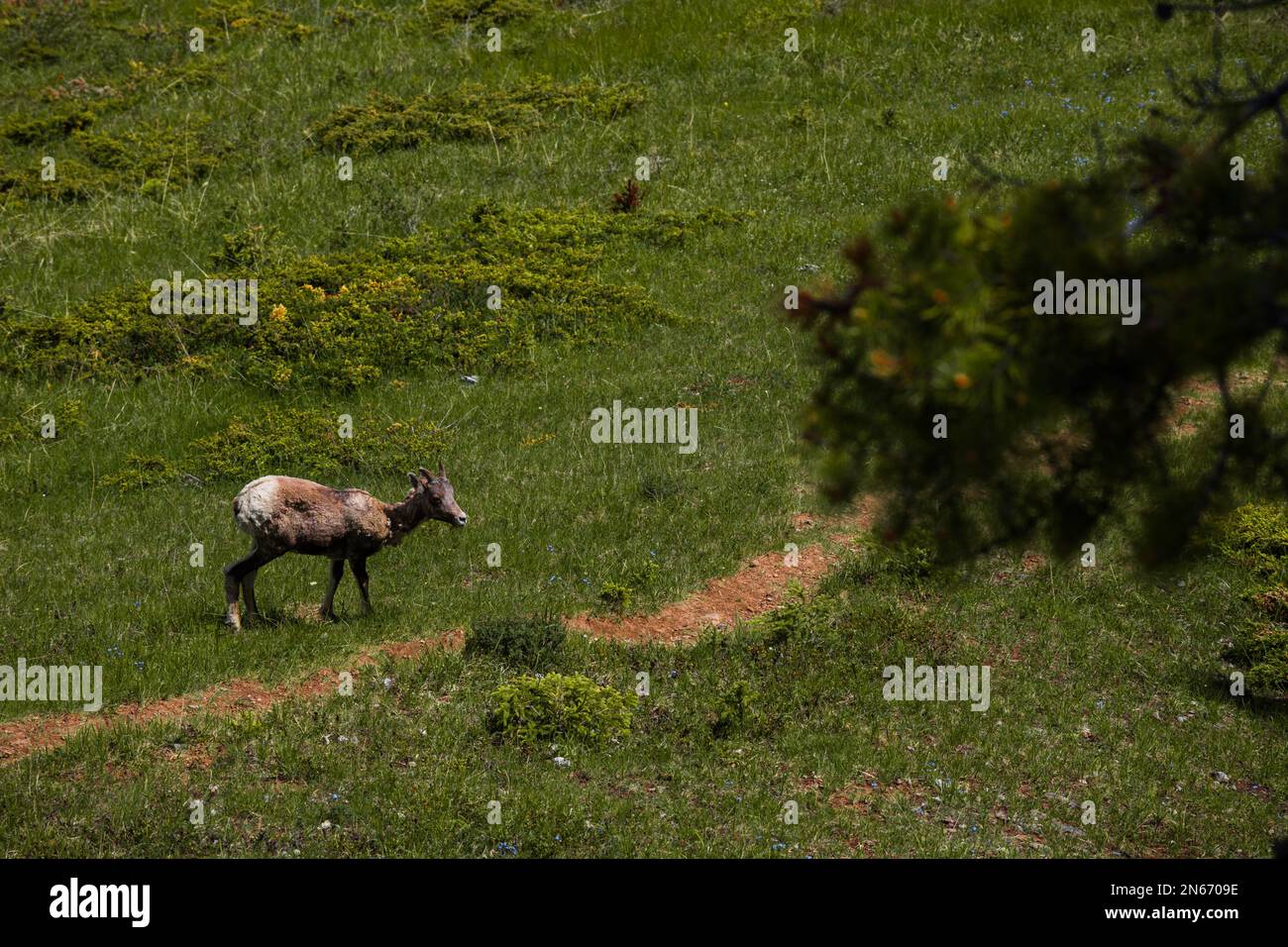 Bighorn sheep female graze on the meadow. Summer, travel period, Banff ...