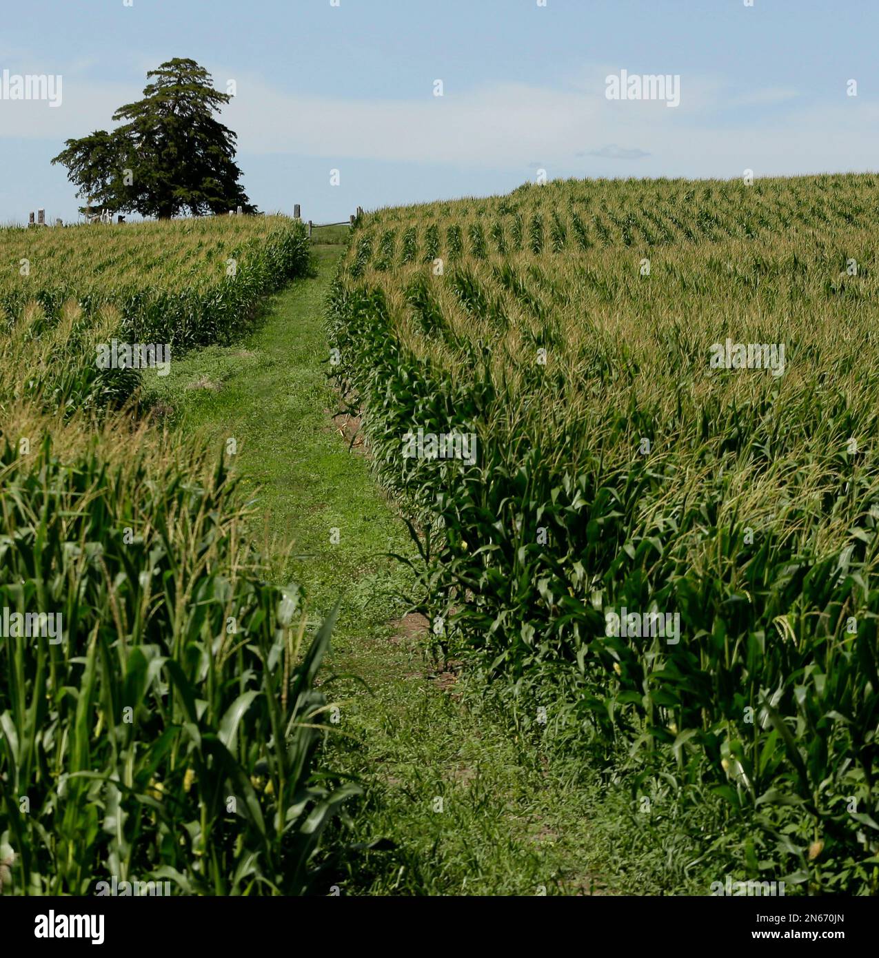 In this July 26, 2013, photo, the Sturgeon Cemetery near Sewal, Iowa ...