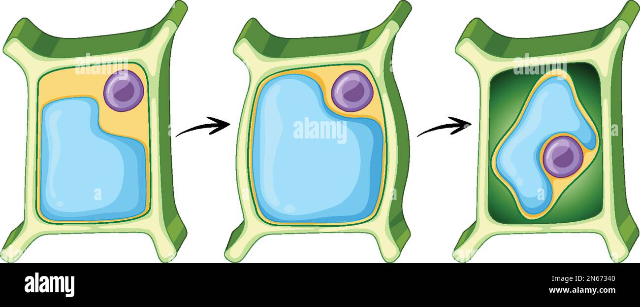 Plant cell anatomy structure illustration Stock Vector Image & Art - Alamy