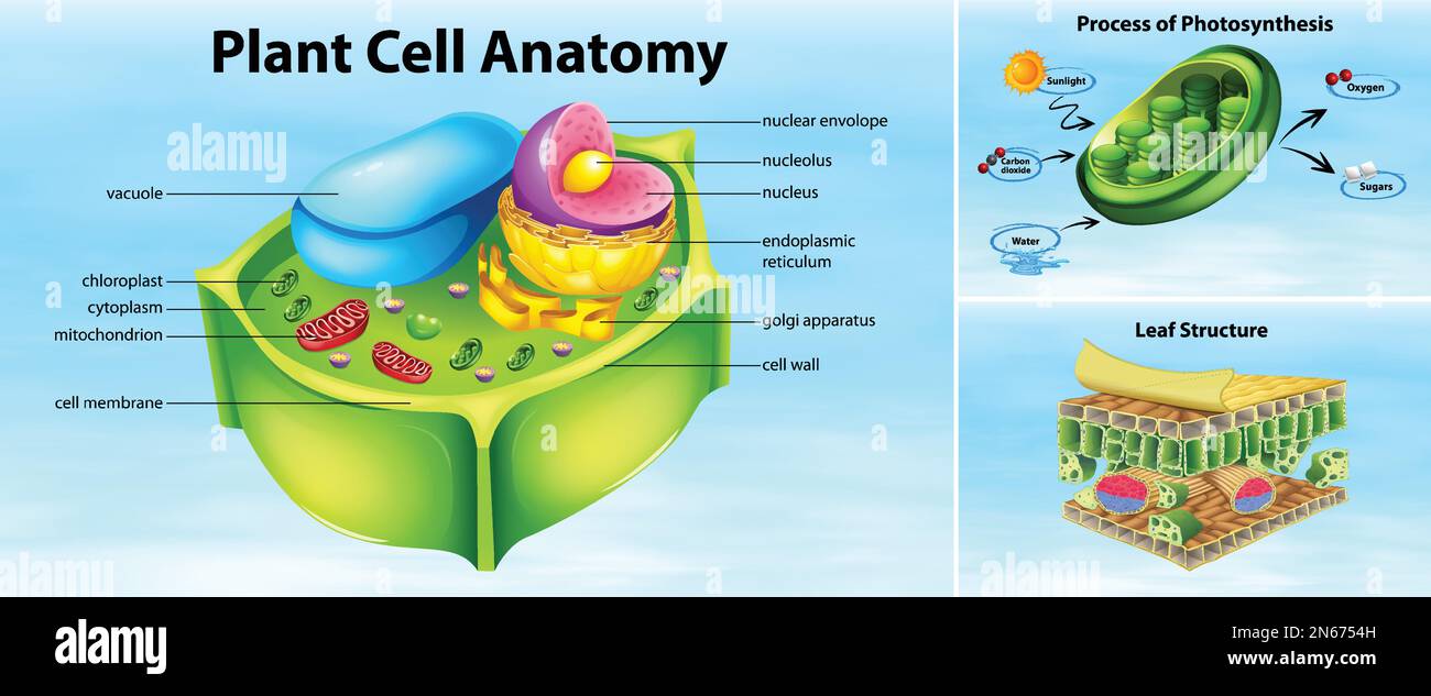 Plant cell anatomy structure illustration Stock Vector Image & Art - Alamy
