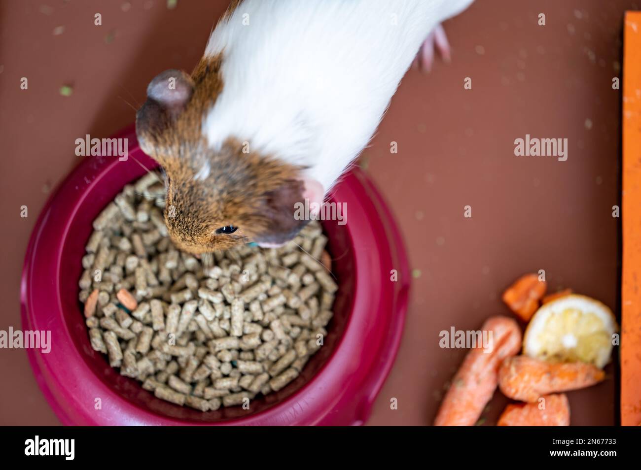Overhead of a dish of small animal compressed high-fiber food pellets ...