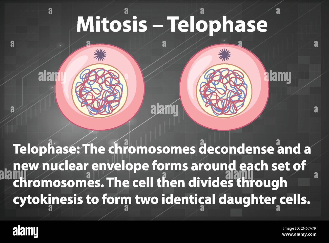 Process of mitosis telophase with explanations illustration Stock ...