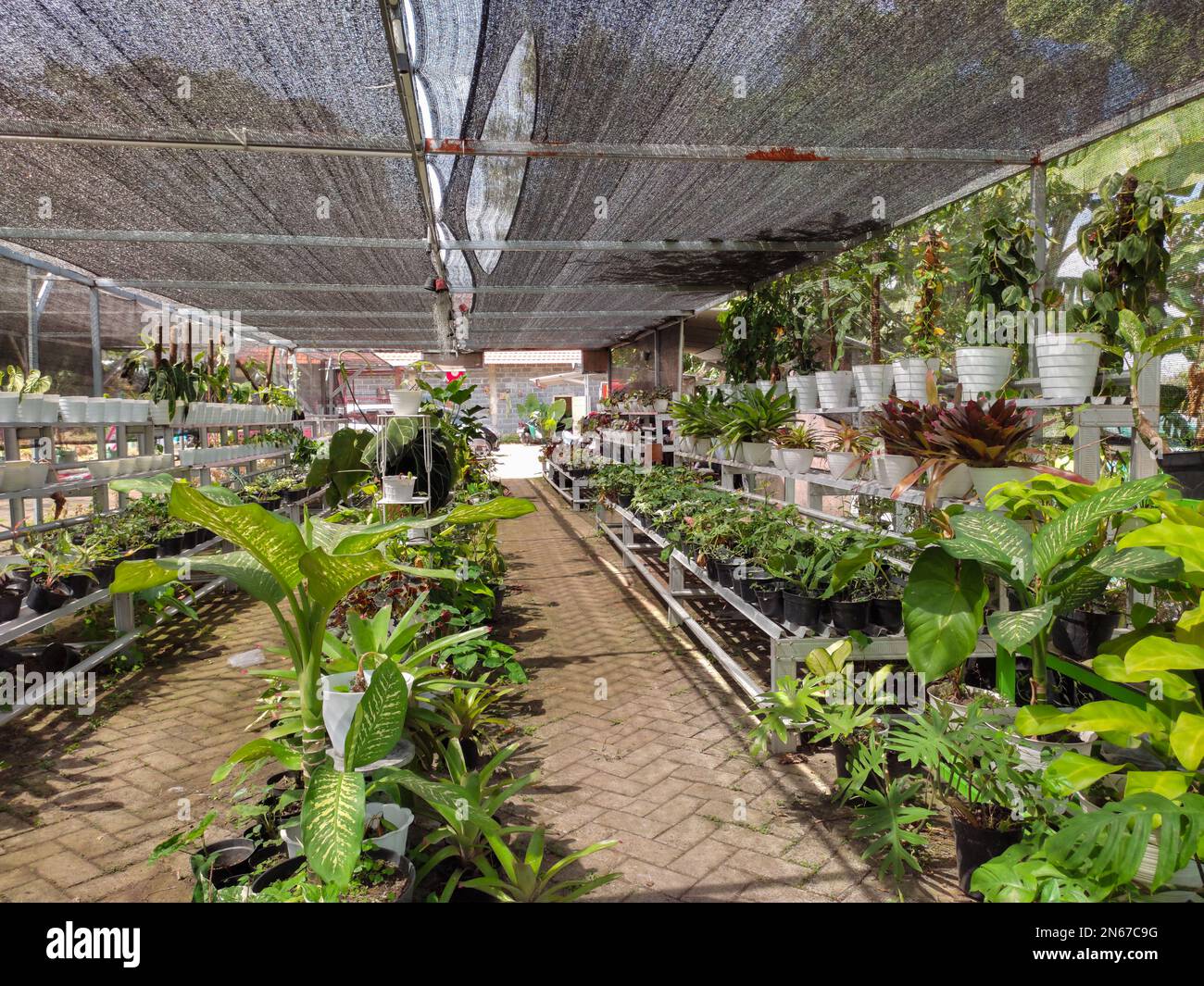 Garden plants in pots with a sun shade net on top for protection from ...