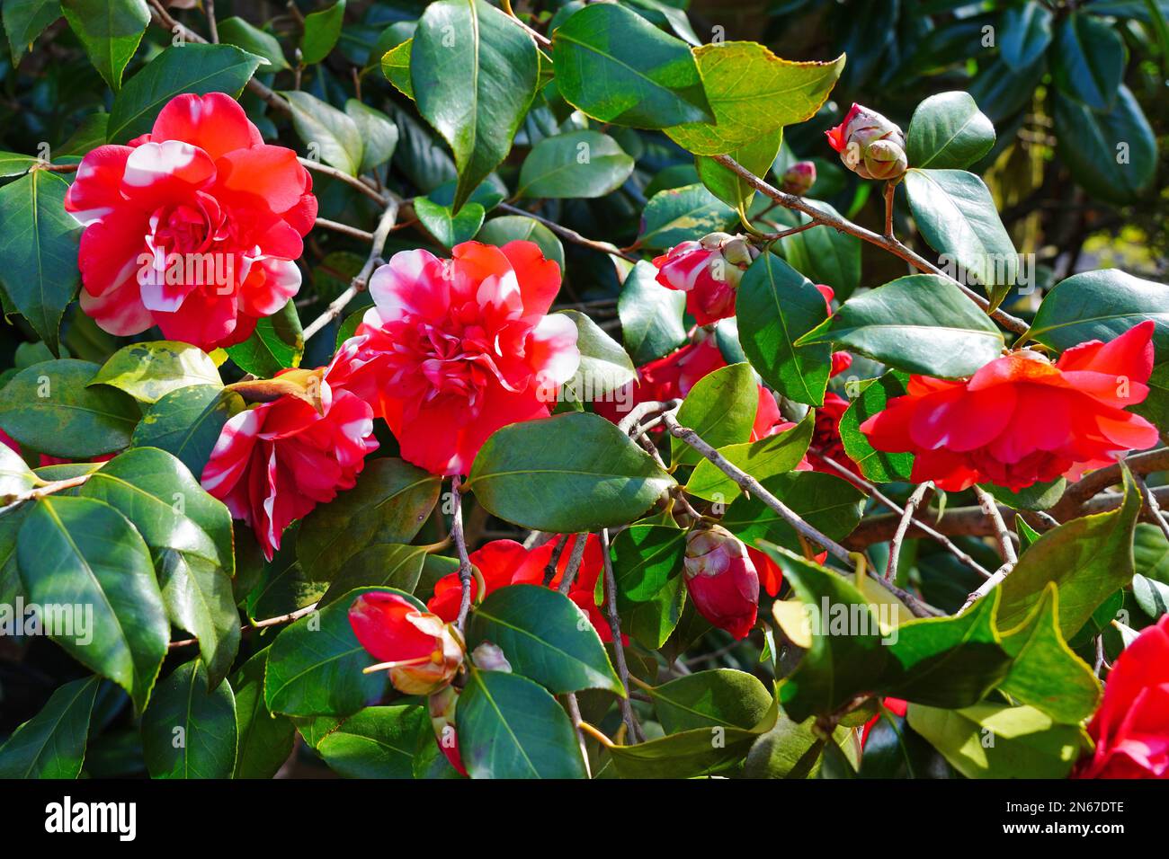 Pink candy stripe camellia japonica flower in bloom Stock Photo - Alamy