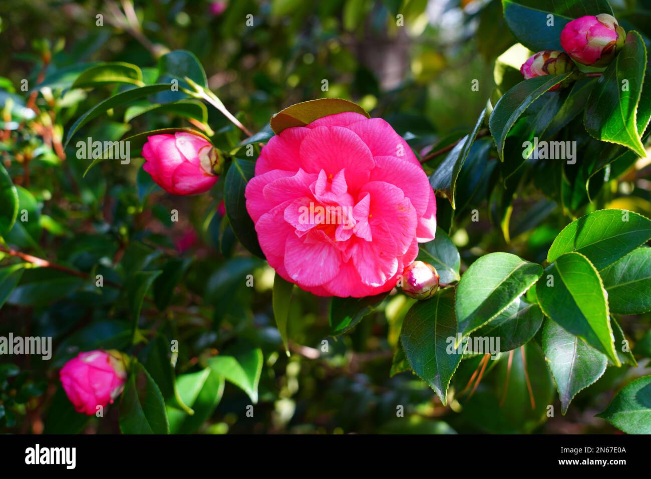 Pink candy stripe camellia japonica flower in bloom Stock Photo - Alamy