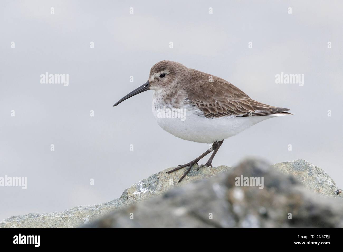 wader dunlin shorebird at Vancouver BC Canada Stock Photo - Alamy