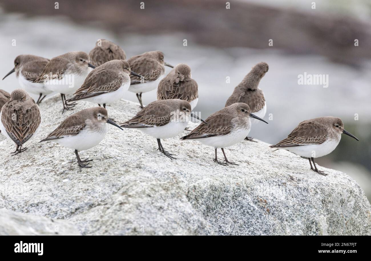 wader dunlin shorebird at Vancouver BC Canada Stock Photo - Alamy
