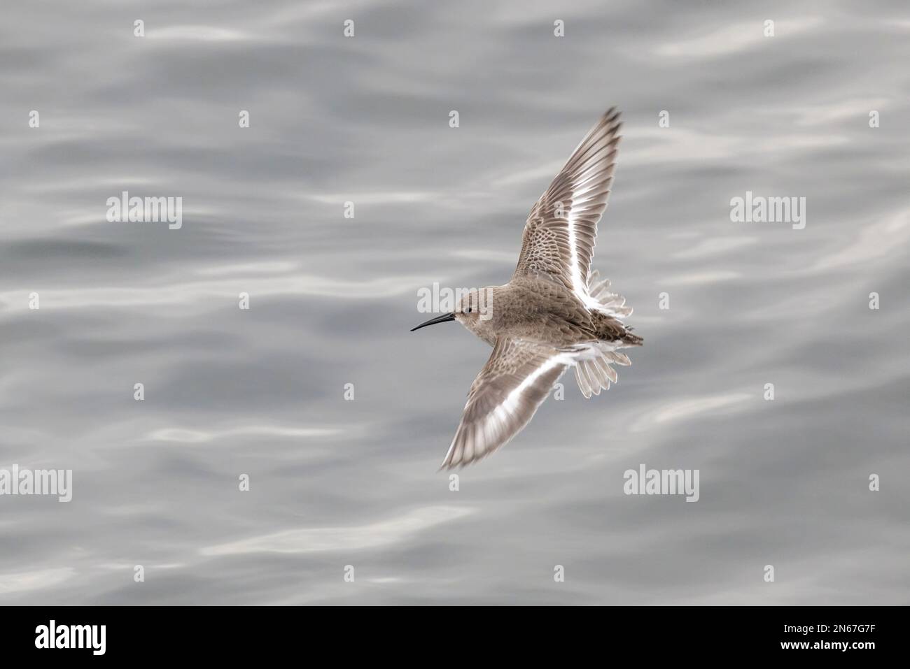 wader dunlin shorebird at Vancouver BC Canada Stock Photo - Alamy