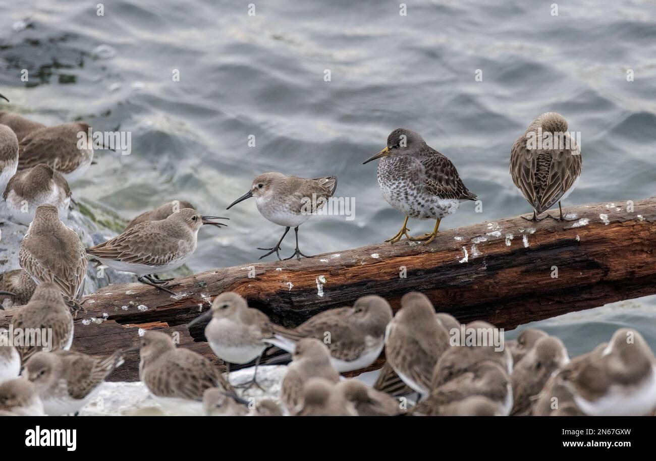 rock sandpiper and dunlin shorebird at Vancouver BC Canada Stock Photo ...