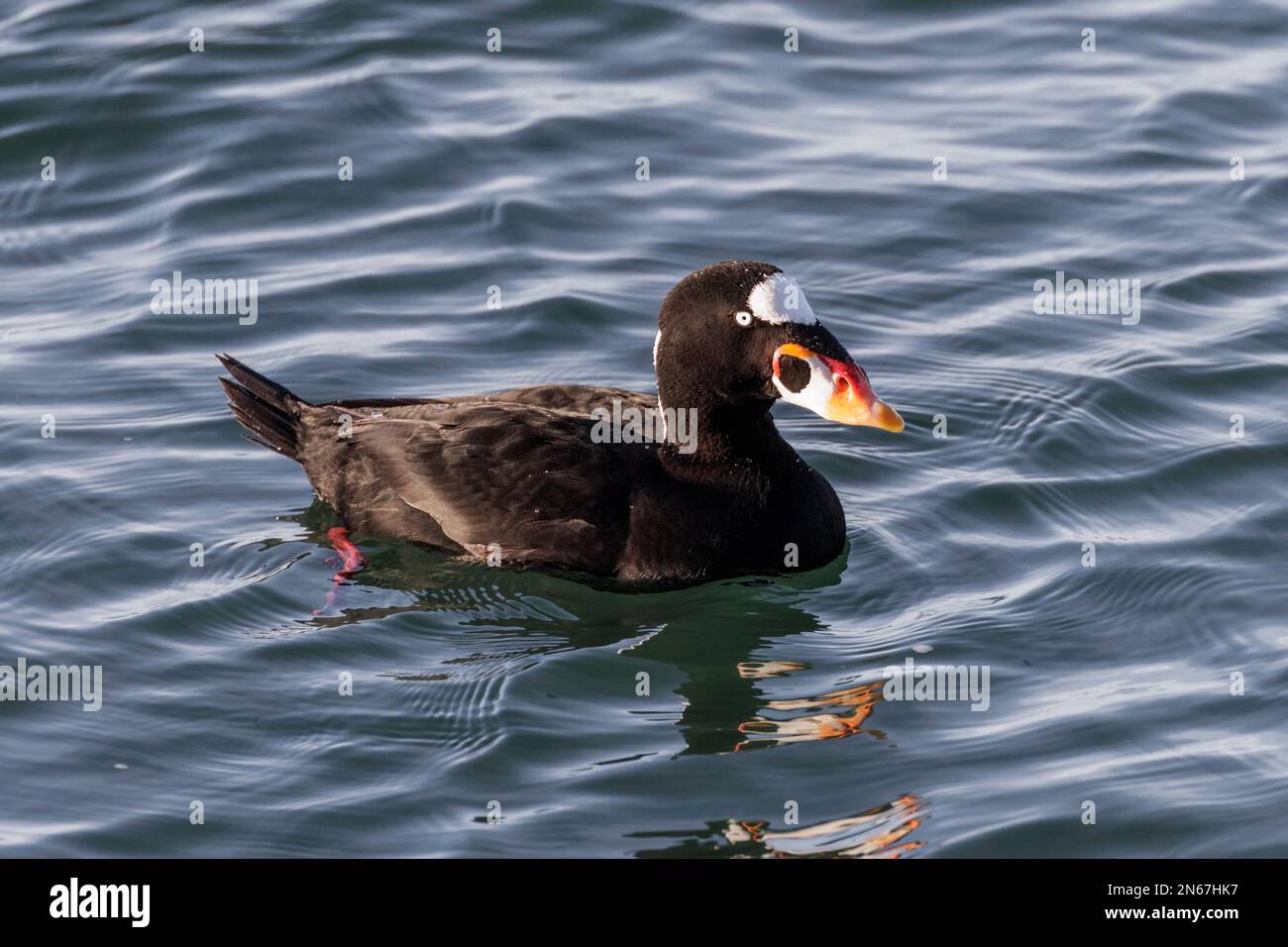 Surf scoter hi-res stock photography and images - Alamy