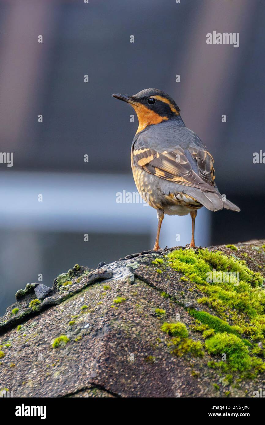 Varied Thrush bird at Vancouver BC Canada Stock Photo - Alamy