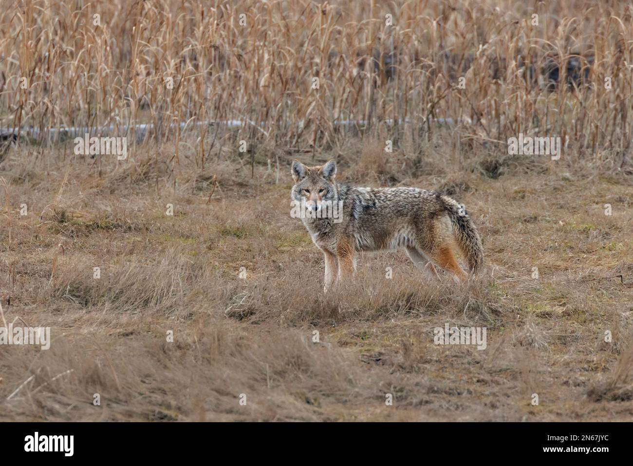 North America wild Coyote at Richmond BC Canada Stock Photo - Alamy