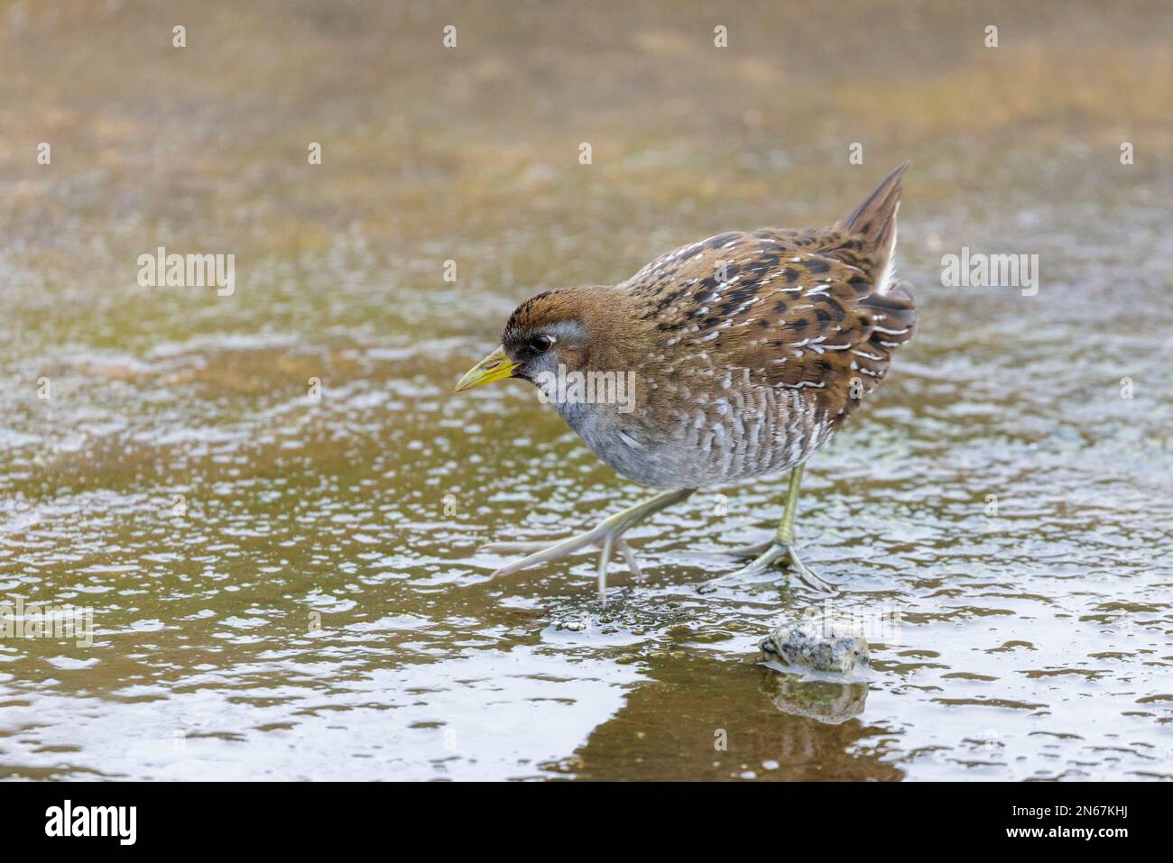 brown-and-gray marsh bird Sora at Vancouver BC Canada Stock Photo - Alamy