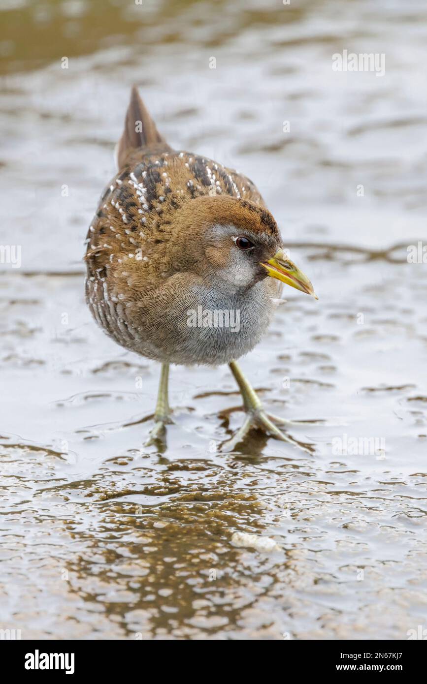 brown-and-gray marsh Sora at Vancouver BC Canada Stock Photo - Alamy