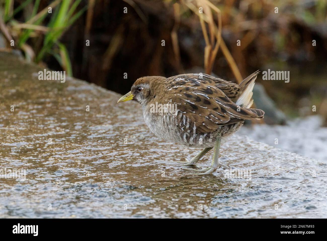 brown-and-gray marsh Sora at Vancouver BC Canada Stock Photo - Alamy
