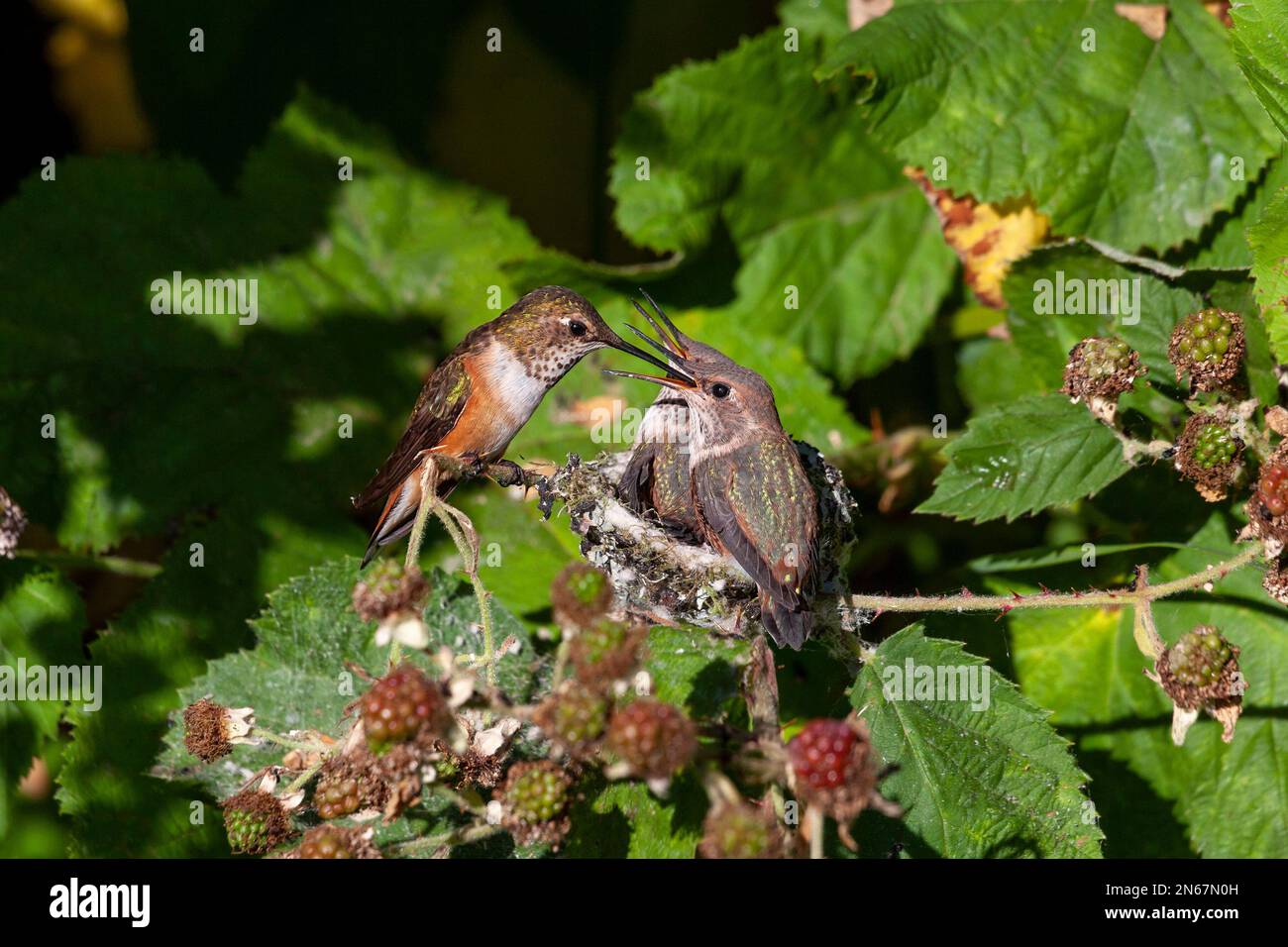 Rufous Hummingbird nest at Vancouver BC Canada Stock Photo - Alamy