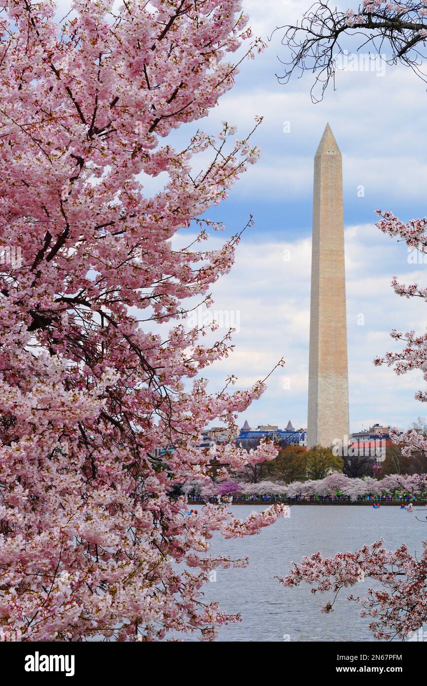 WASHINGTON, DC -25 MAR 2022- View of the Washington Monument obelisk by ...