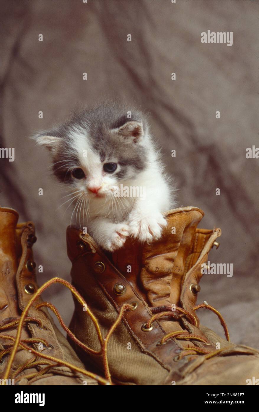 Cute kitten sitting in a old work boot Stock Photo - Alamy