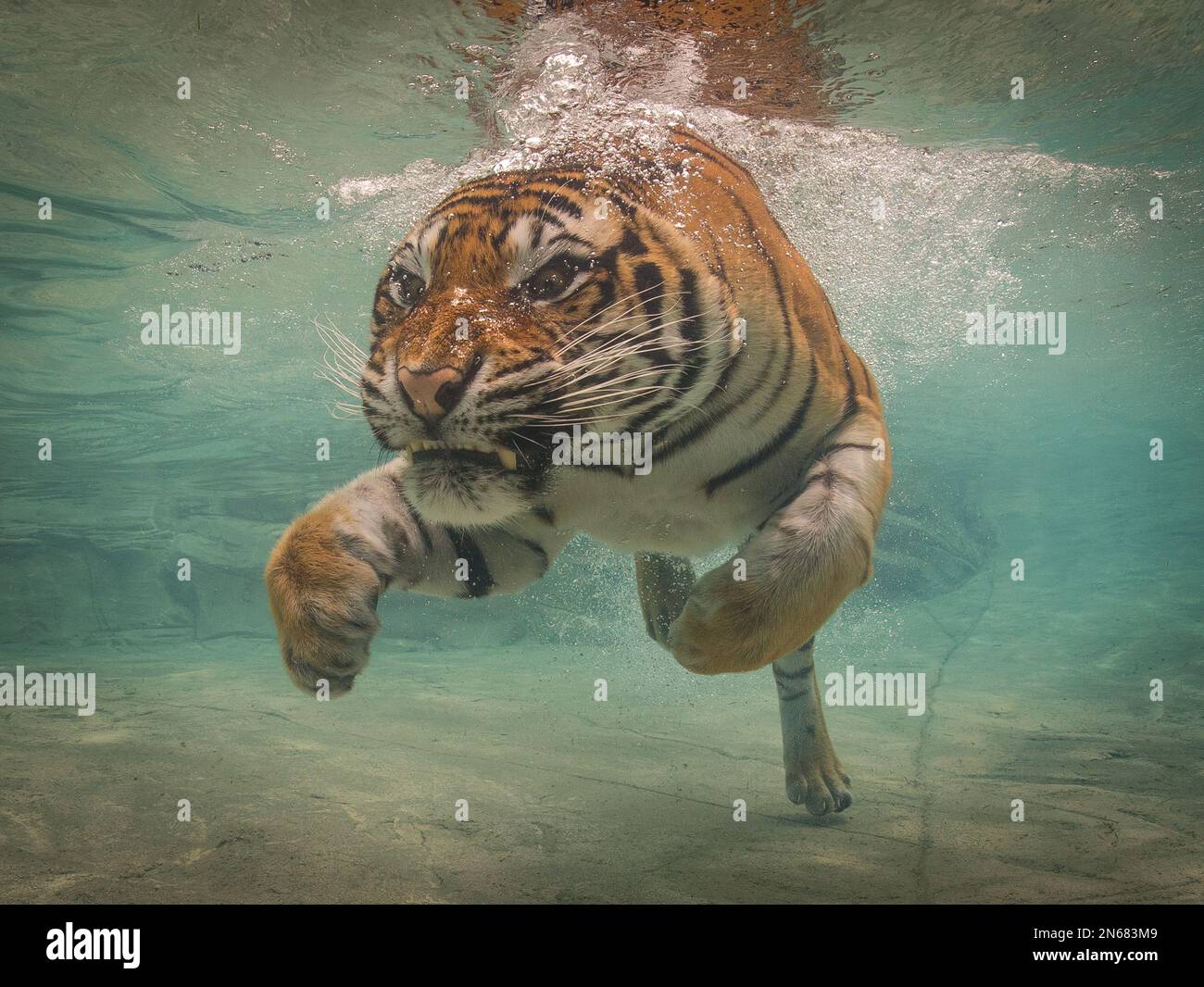 Bengal tiger moving gracefully through water Stock Photo - Alamy