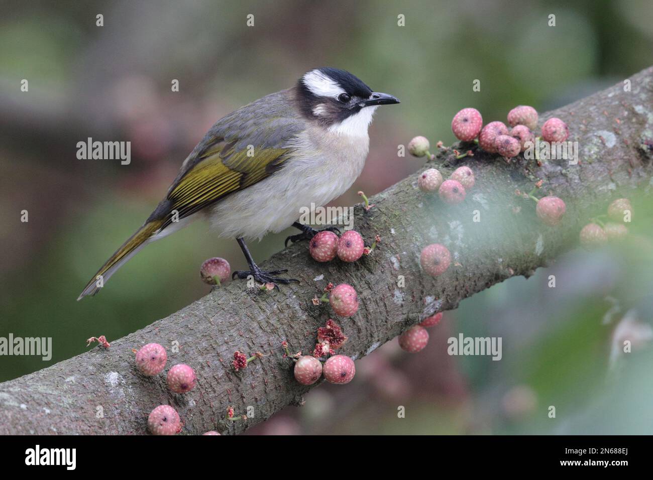 Chinese Bulbul (Pycnonotus sinensis), in banyan tree, Mai Po Nature ...