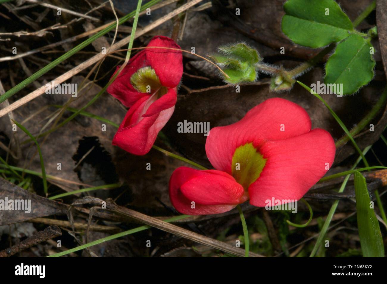 Running postman flowers hi-res stock photography and images - Alamy