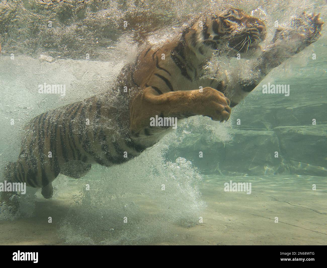 Tiger running camera hi-res stock photography and images - Alamy