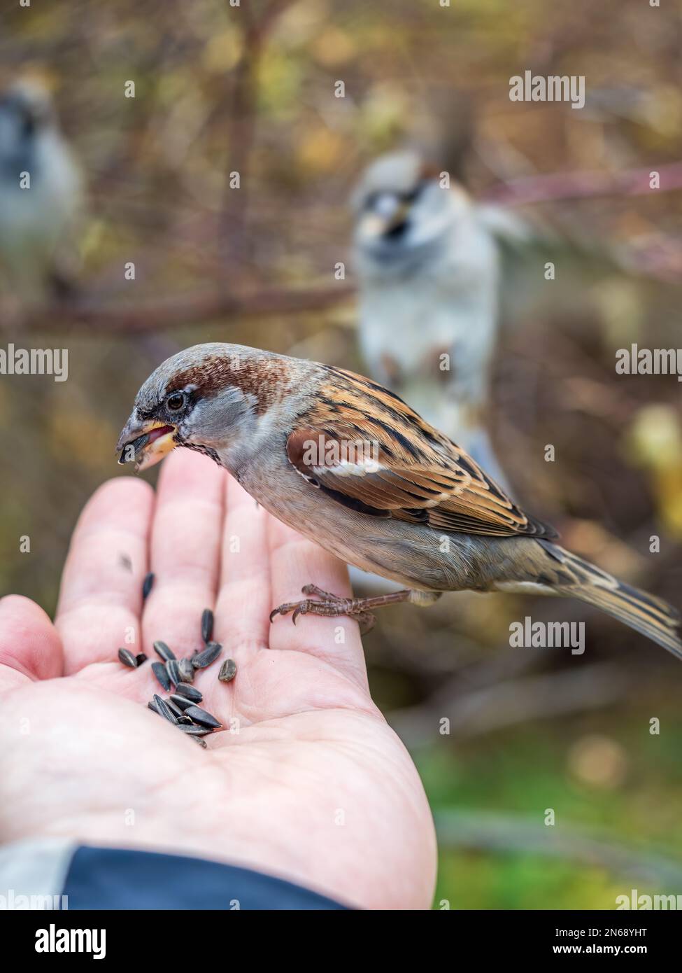 Sparrow eats seeds from a man's hand. A Sparrow bird sitting on the ...