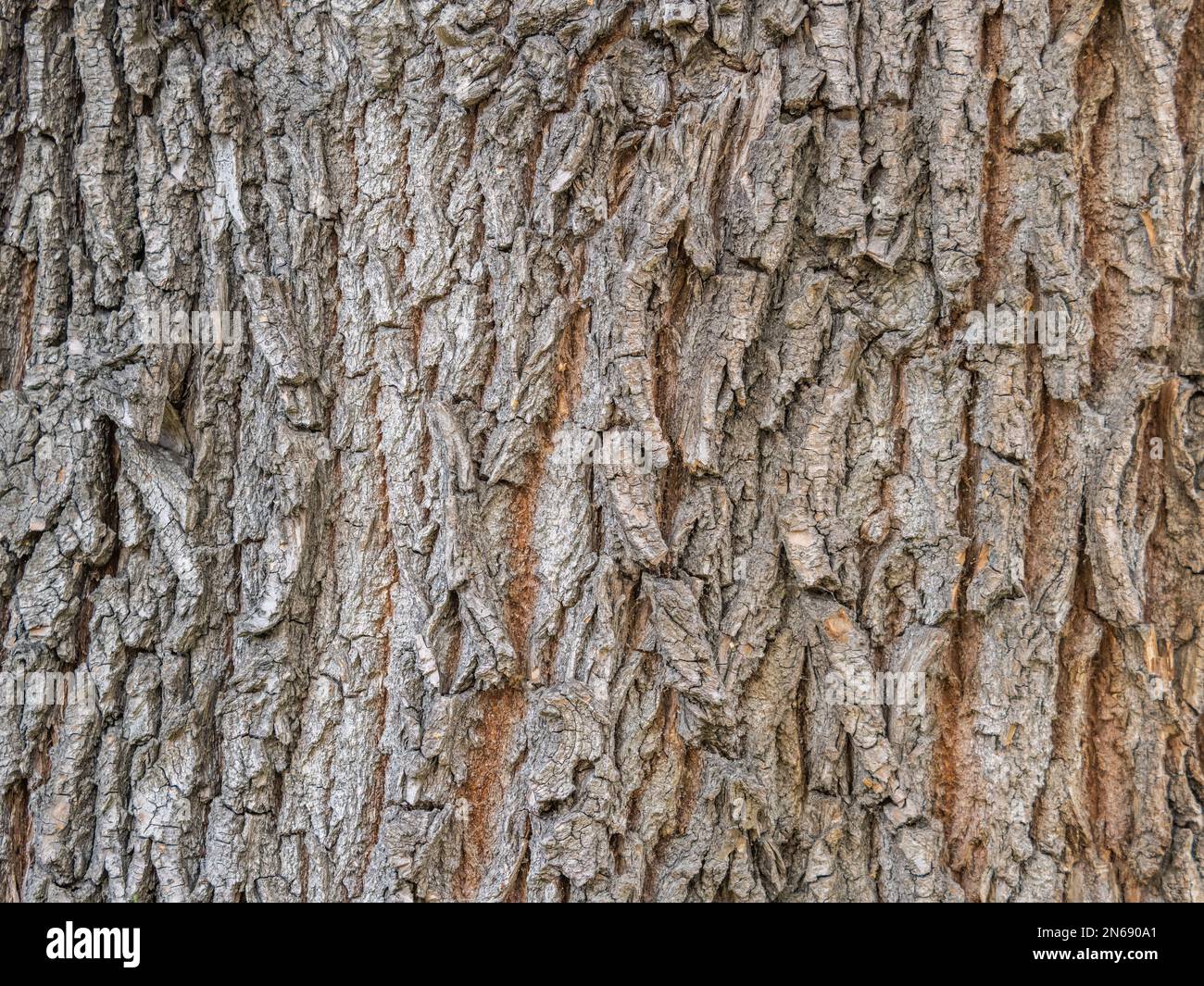 The texture of the bark of an old willow. Detailed bark texture ...