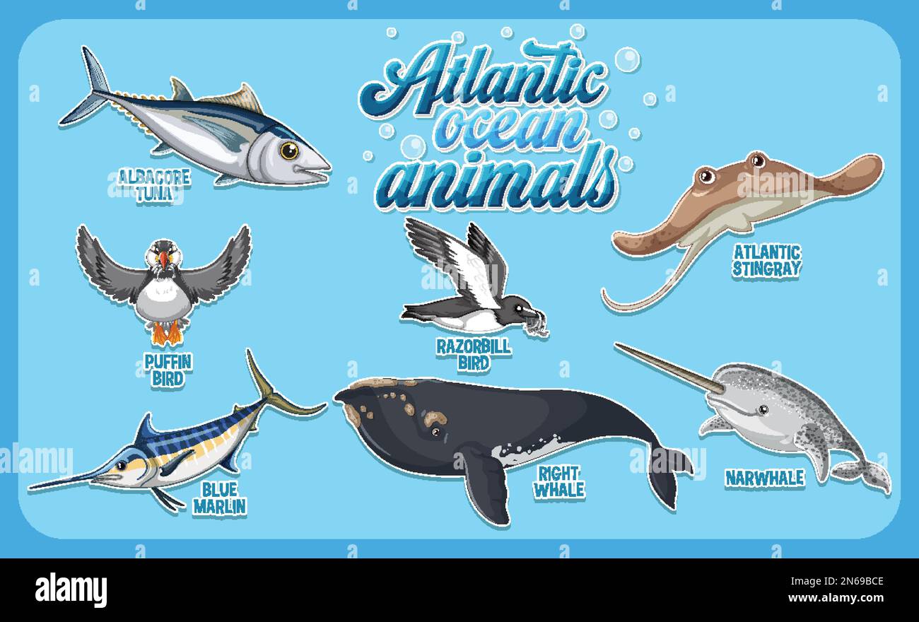 Set of Animals in the Atlantic Ocean illustration Stock Vector Image ...