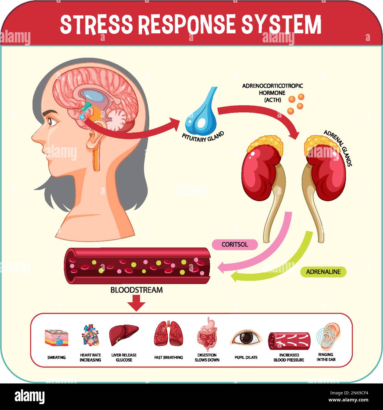 Stress response system scheme illustration Stock Vector Image & Art - Alamy