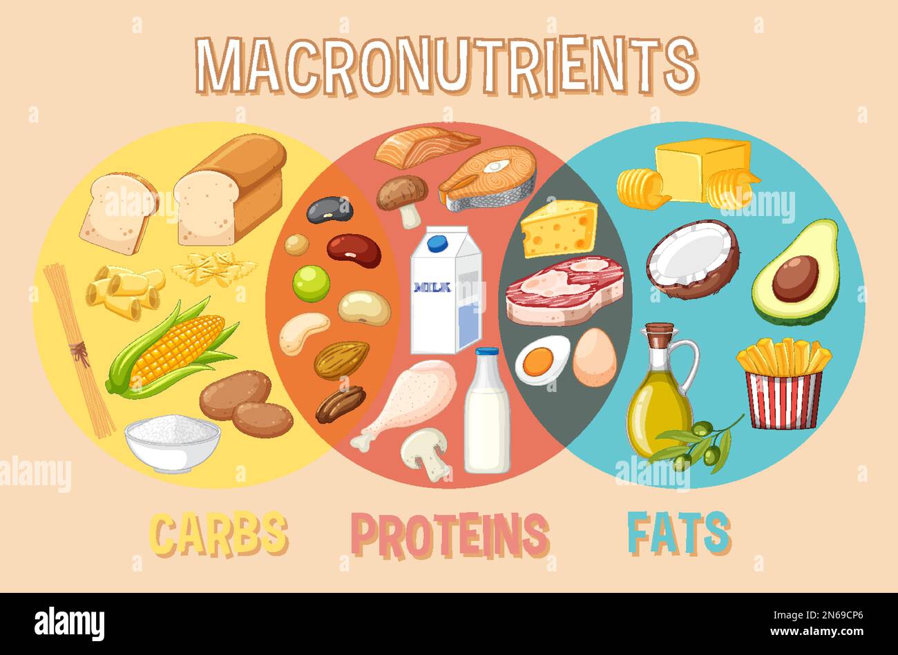 Main food groups macronutrients vector illustration Stock Vector Image ...