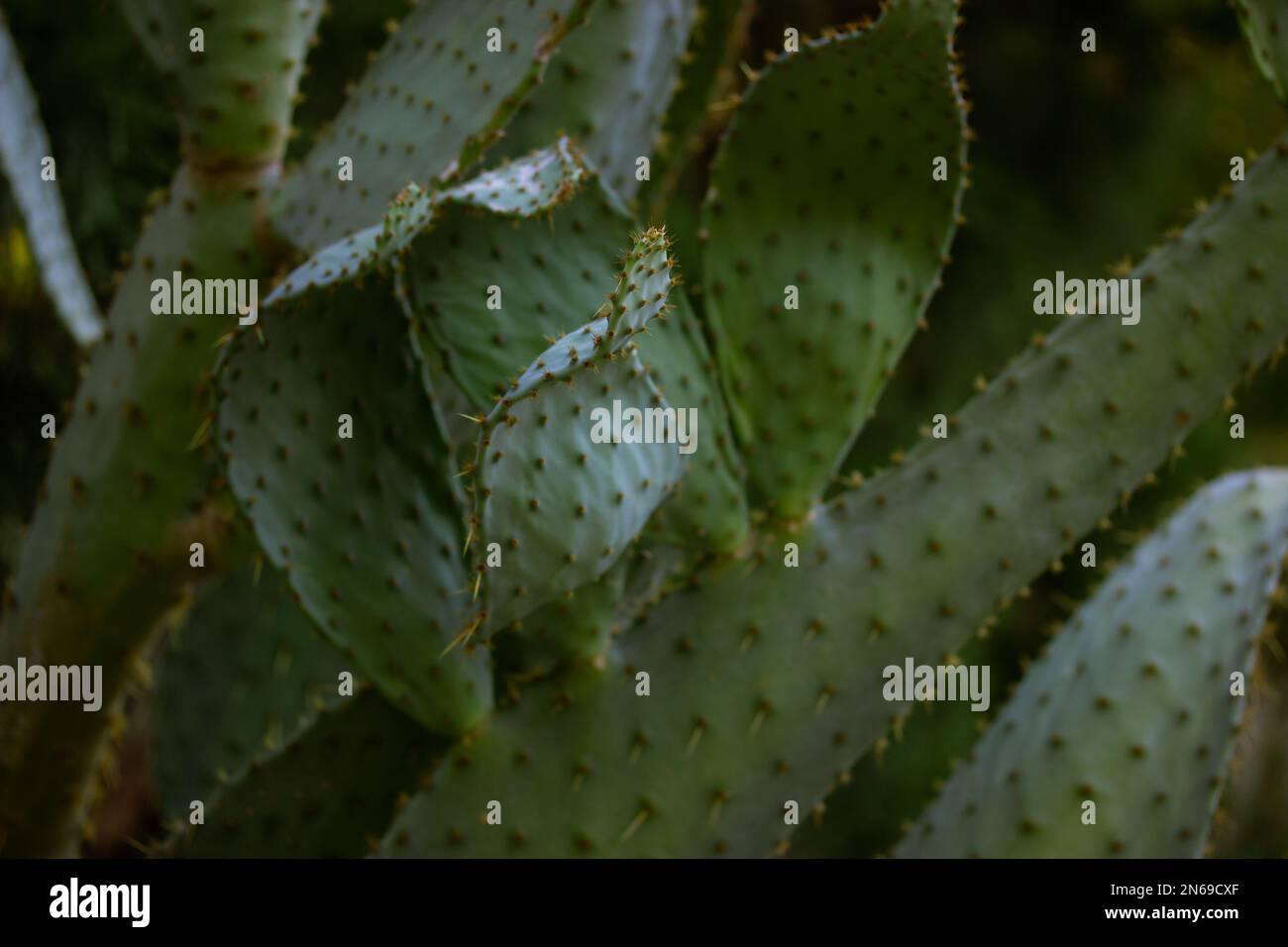 Ripe wild prickly pear cactus with a young nopal sprouting and sharp ...