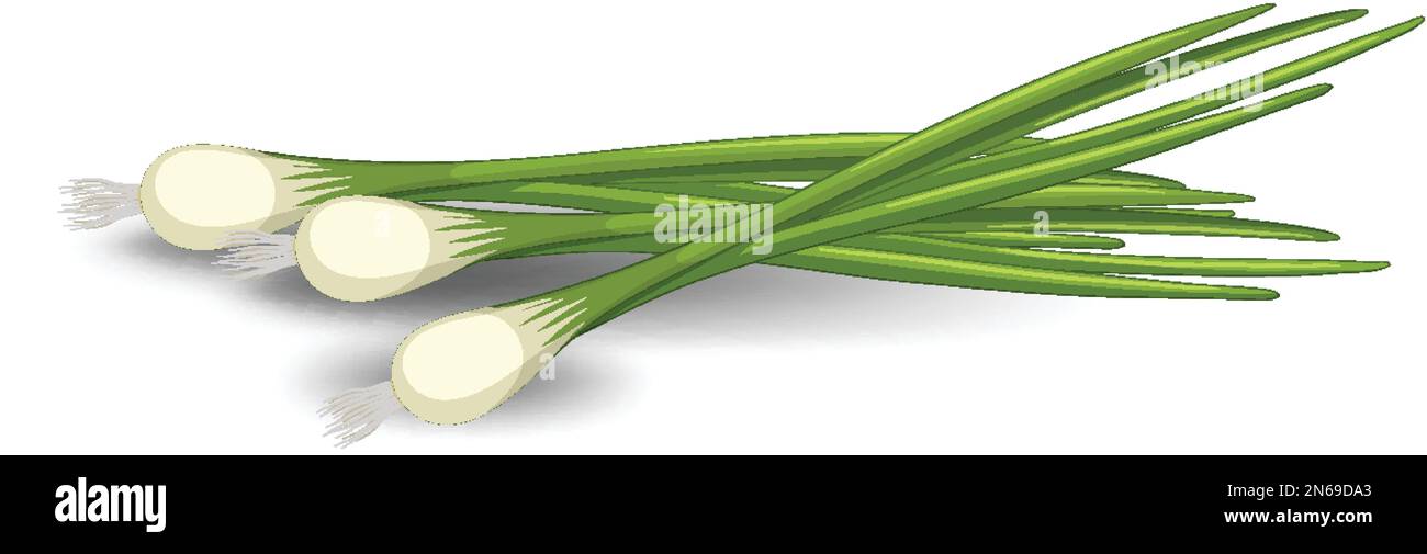 Spring onion in different forms illustration Stock Vector Image & Art ...