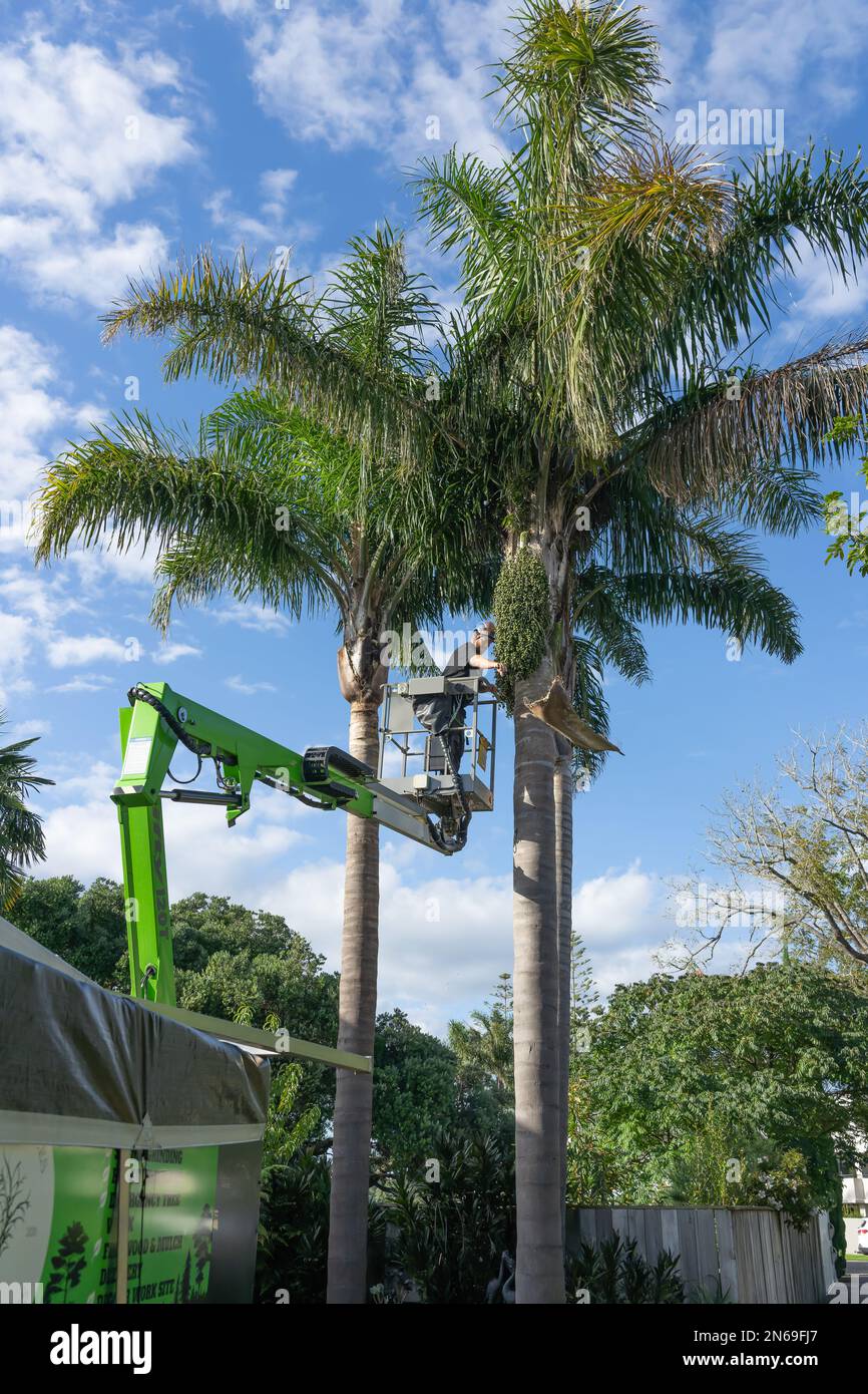 Tauranga New Zealand - February 10 2023: Tall palm trees being trimmed ...