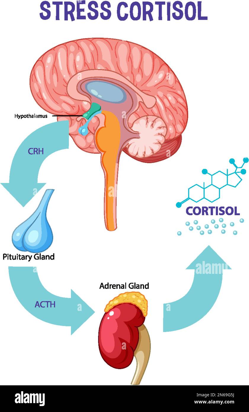 Stress response system scheme illustration Stock Vector Image & Art - Alamy Stress response system scheme illustration Stock Vector Image & Art - Alamy