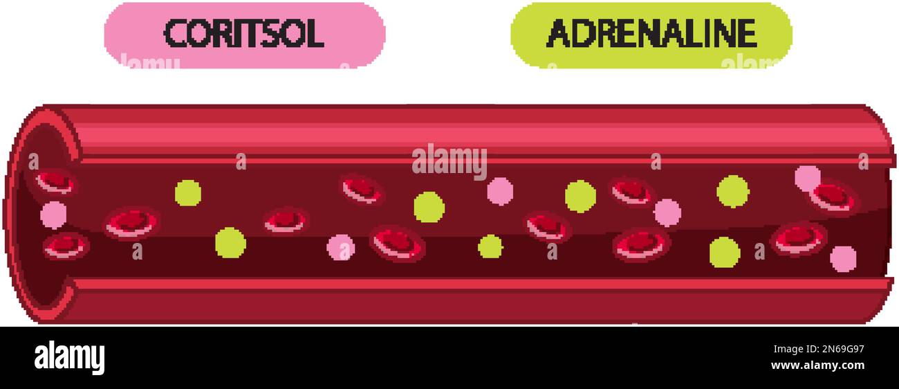 Blood vessel showing cortisol and adrenaline inside illustration Stock ...
