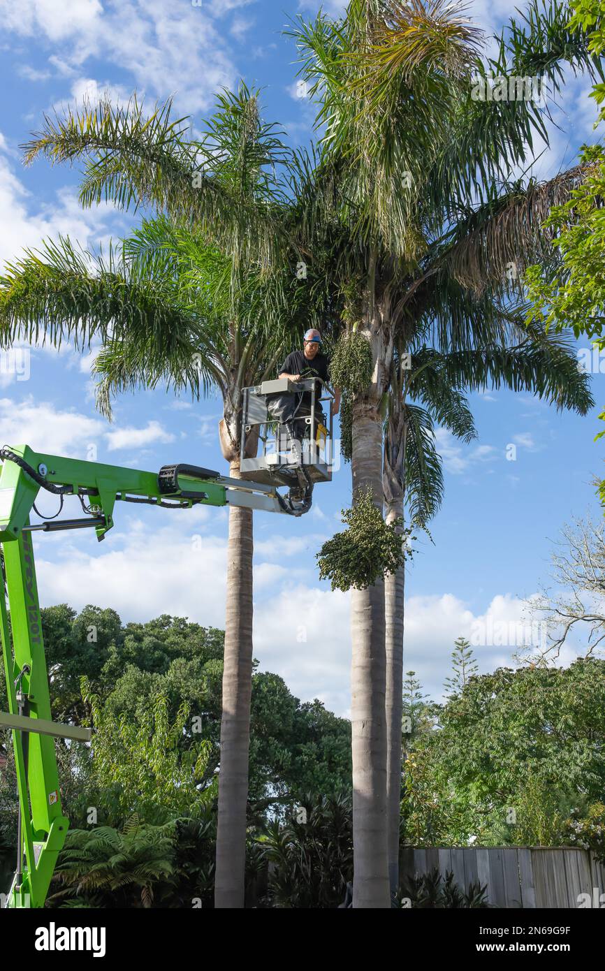 Palm seed pod hi-res stock photography and images - Alamy