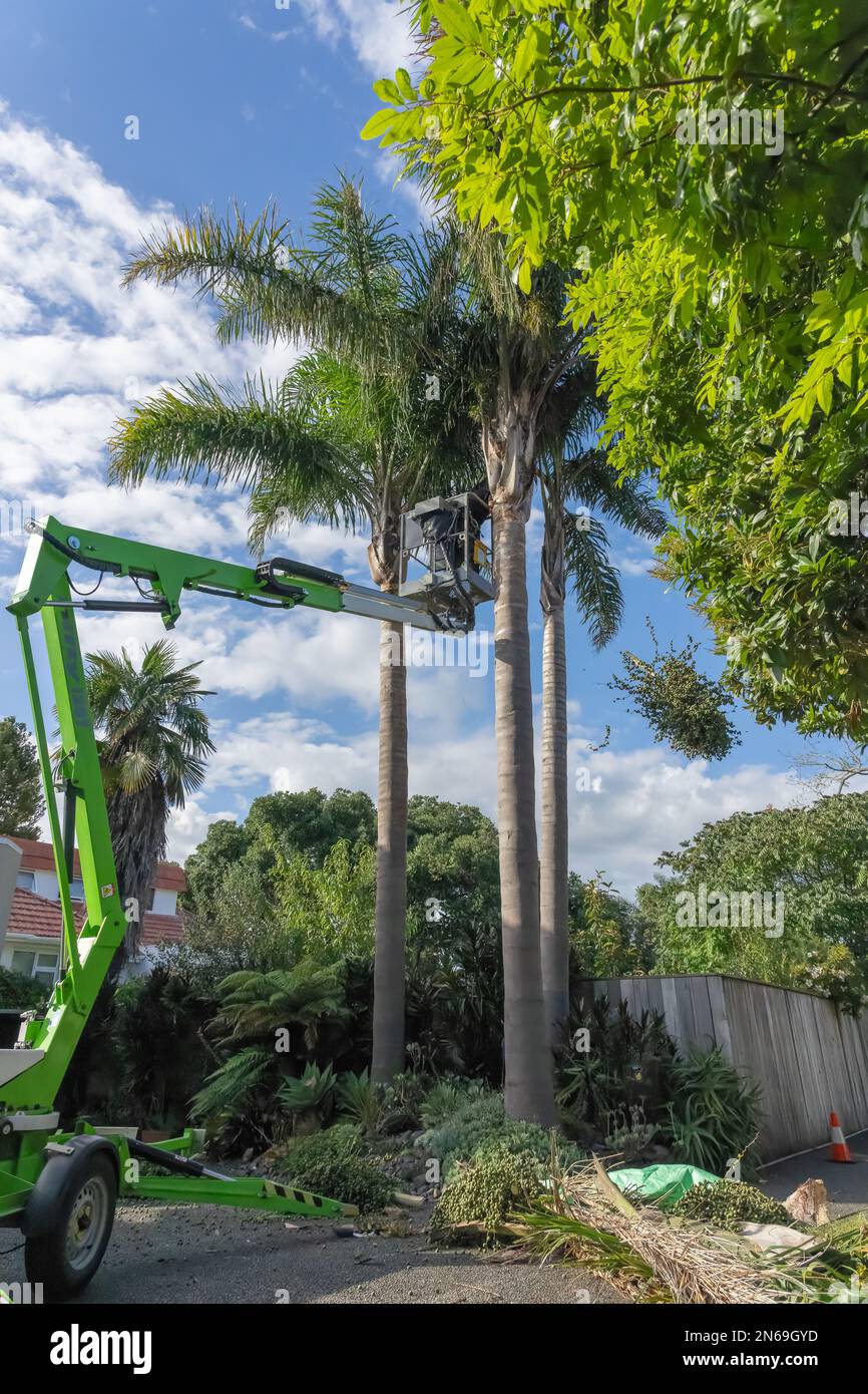 Tauranga New Zealand - February 10 2023: Tall palm trees being trimmed ...