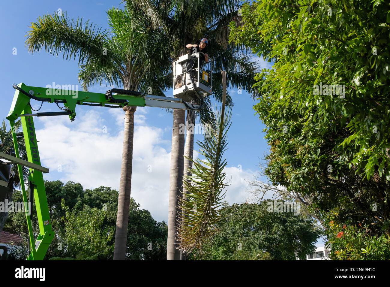 Tauranga New Zealand - February 10 2023: Tall palm trees being trimmed ...