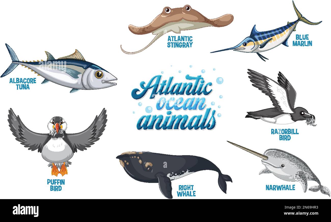Set of Animals in the Atlantic Ocean illustration Stock Vector Image ...
