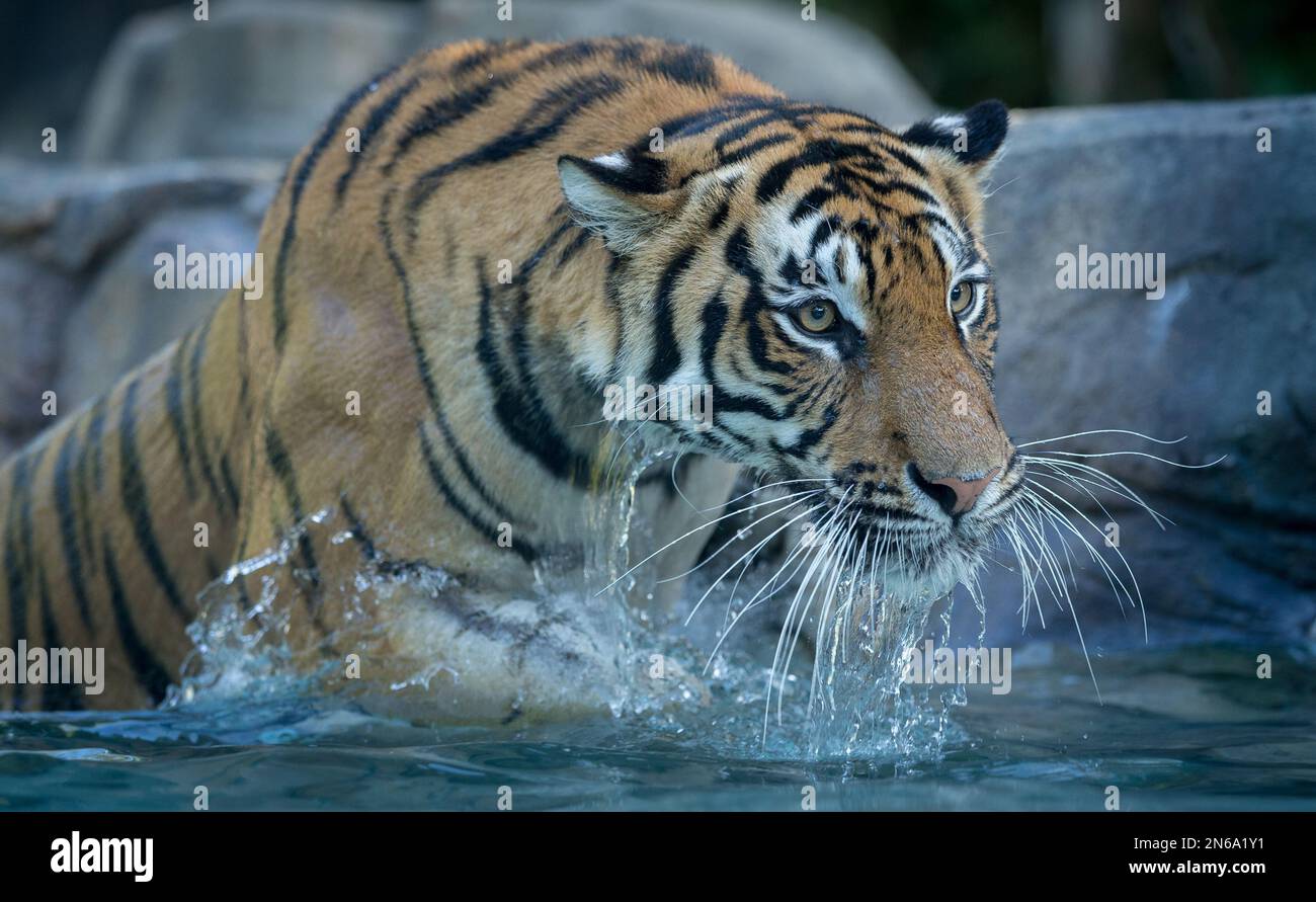 Bengal Tiger Swimming Underwater