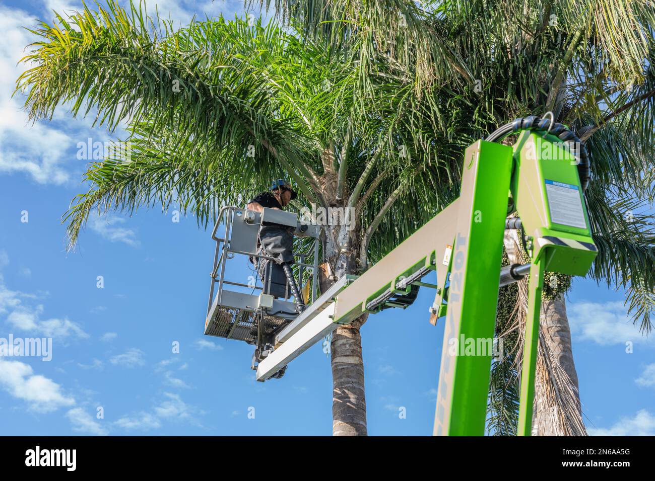 Palm Tree Trimming Machine
