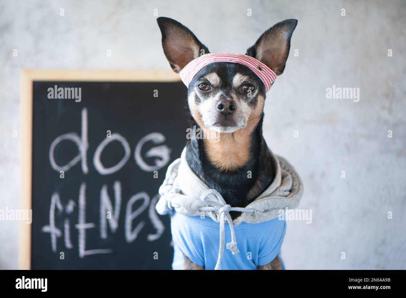 Dog fitness. Fitness and healthy lifestyle for pet. Dog trainer ...