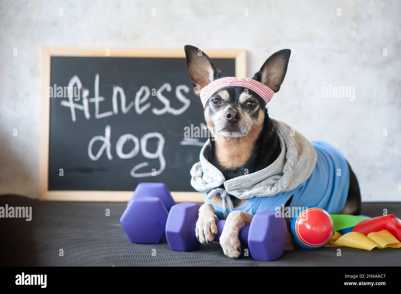Dog Fitness , sport and lifestyle concept. Sporty and healthy lifestyle ...