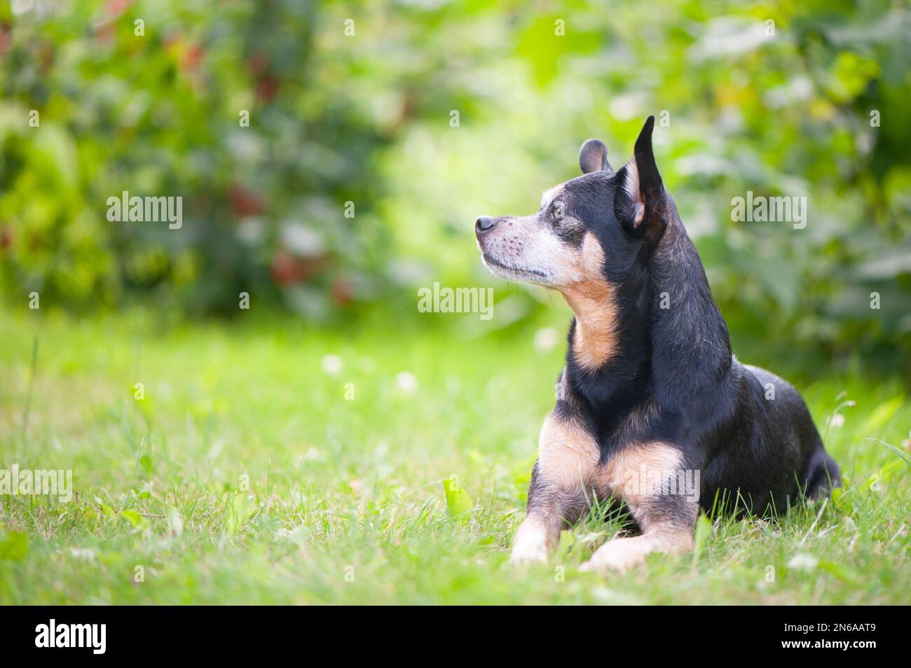 Dog, toy terrier lying in juicy green grass. High quality advertising ...