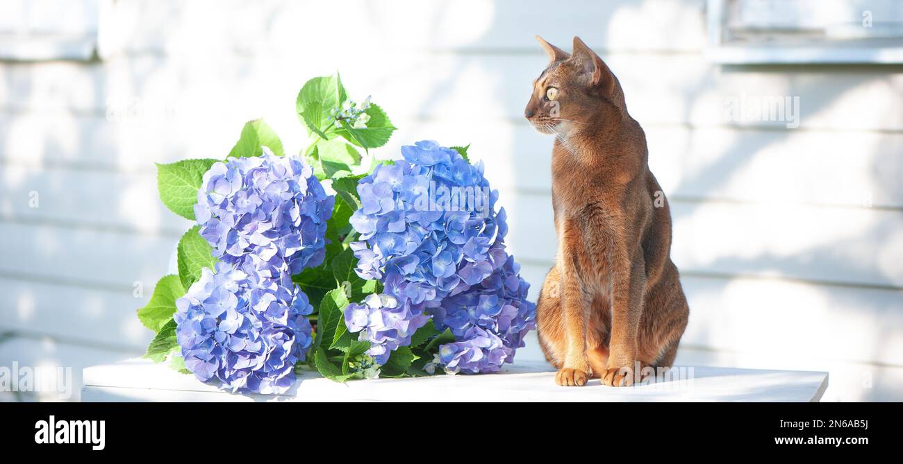 Abyssinian cat, sitting on a terrace with flowers blue hydrangea. High ...