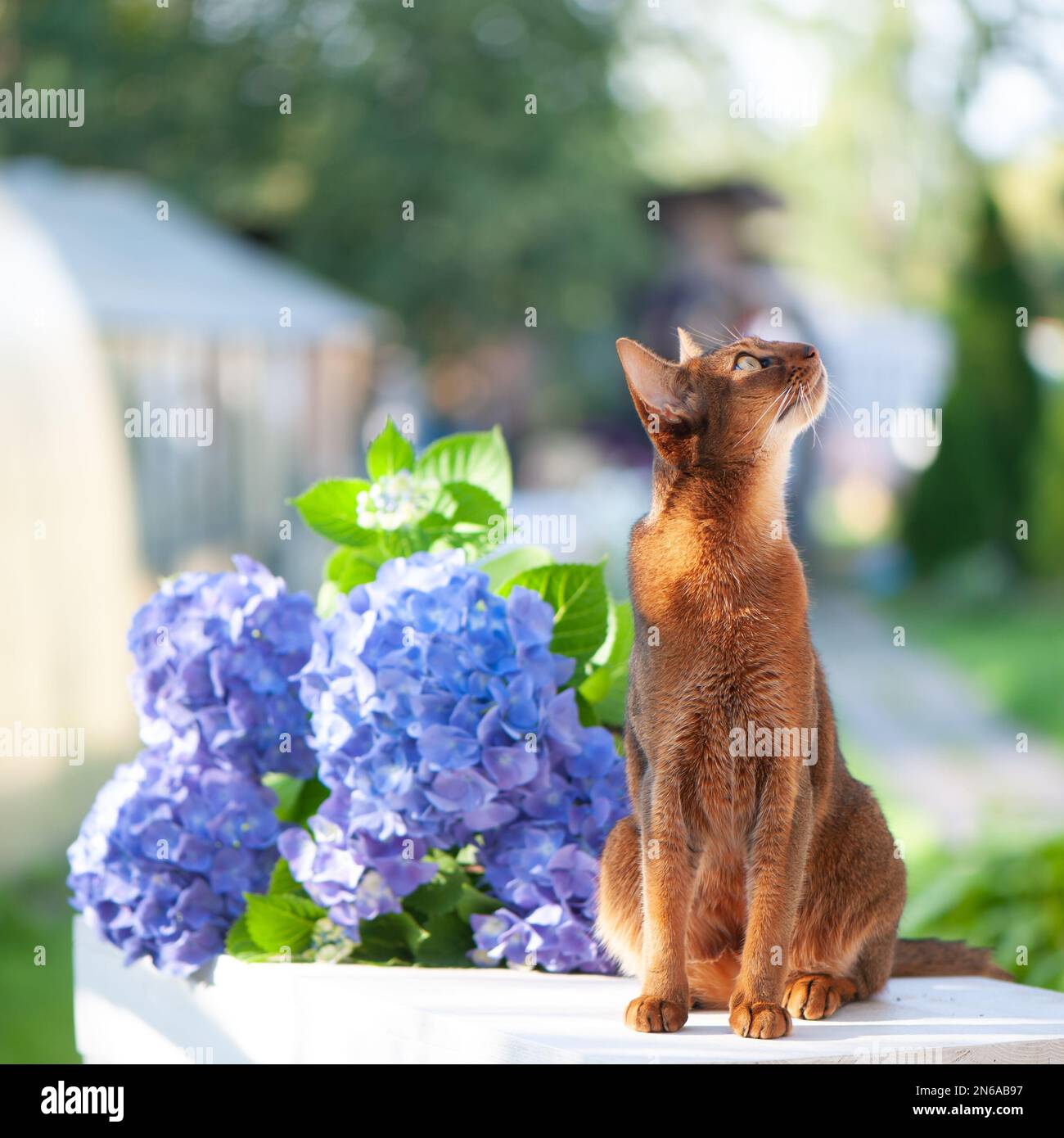 Abyssinian cat, sitting on a terrace with flowers blue hydrangea. High ...