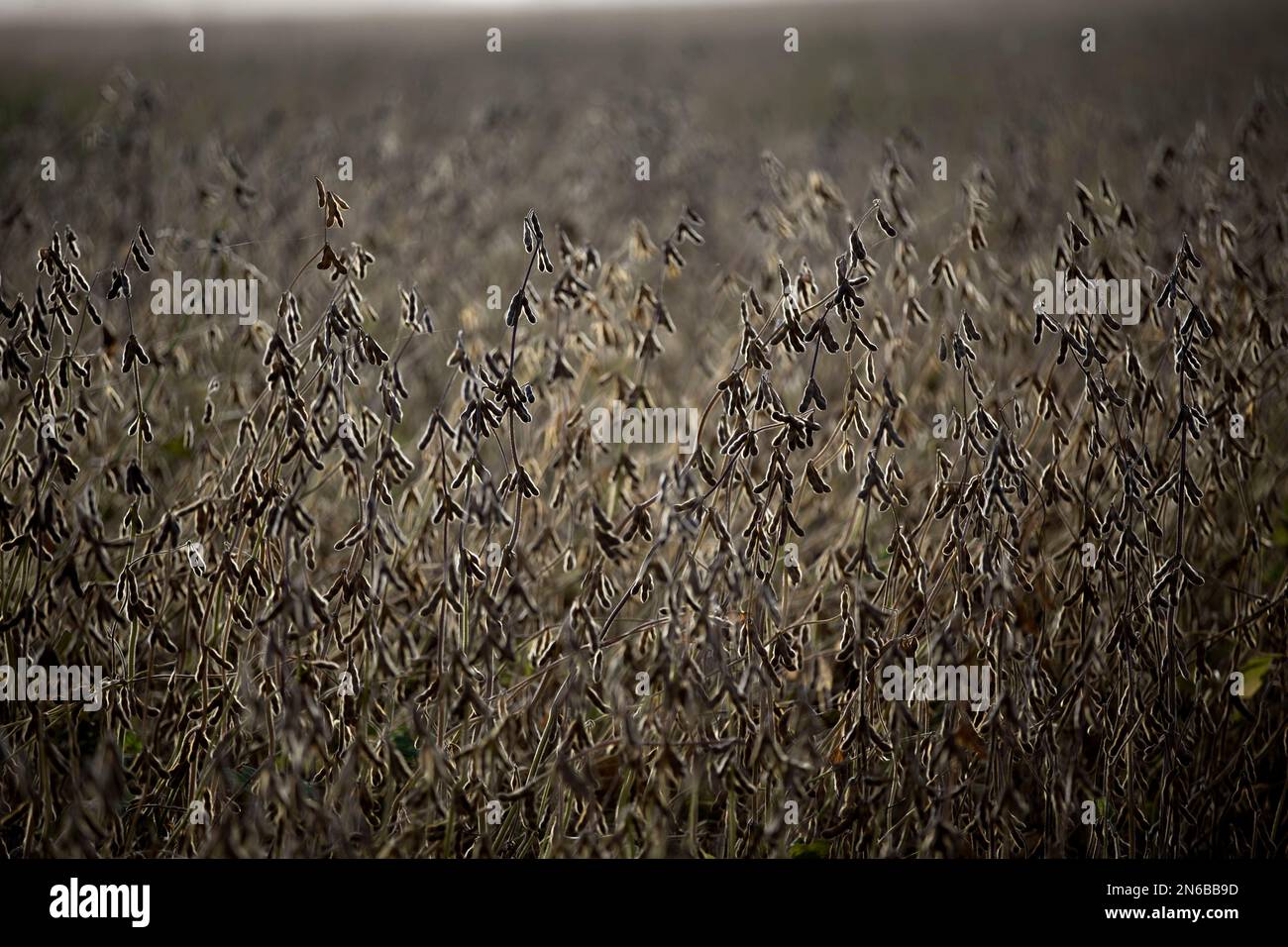 In this April 16, 2013 photo, soybeans ready for harvest are bathed in ...