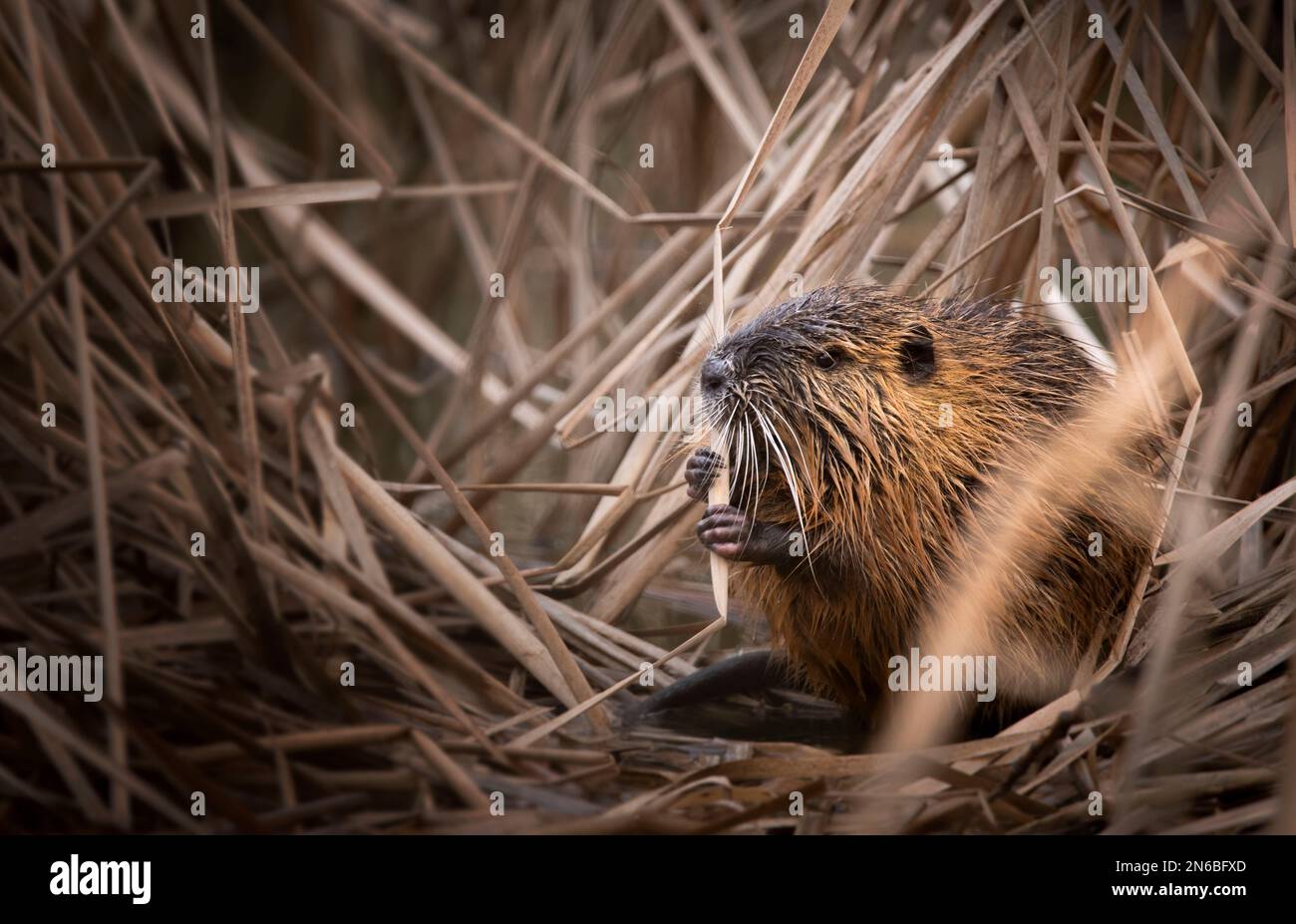 The river nutria is a larger rodent from the nutria family. River ...