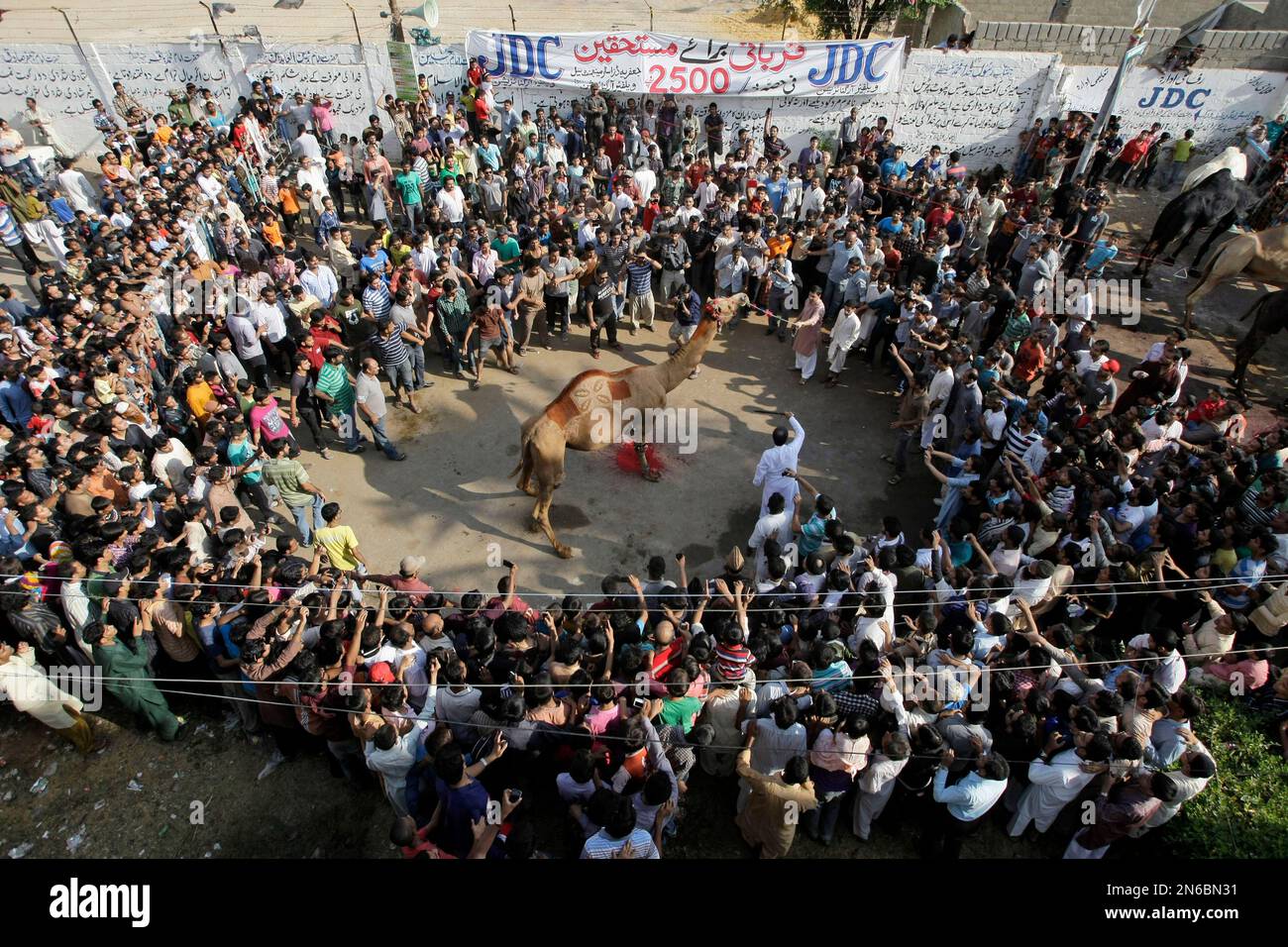 A crowd gathers around Pakistani butchers slaughtering a camel for the ...
